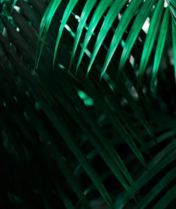 Our palette of eye colors to enhance your regard | Neoris Eyes